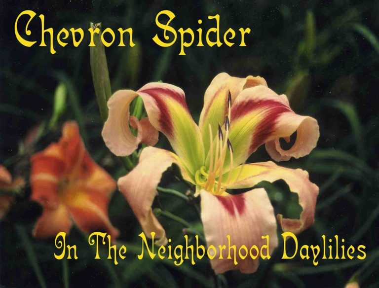 Chevron Spider (Hansen, 1992) – In The Neighborhood Daylilies