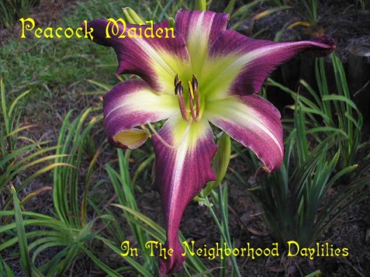 Peacock Maiden (Carpenter, K., 1982) – In The Neighborhood Daylilies